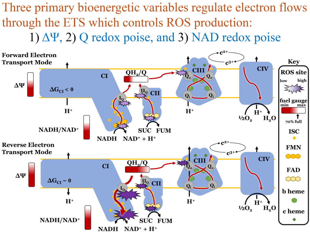 ETS – BAZIL LAB