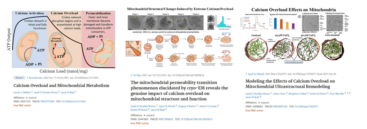 Mitochondrial Calcium Overload – BAZIL LAB